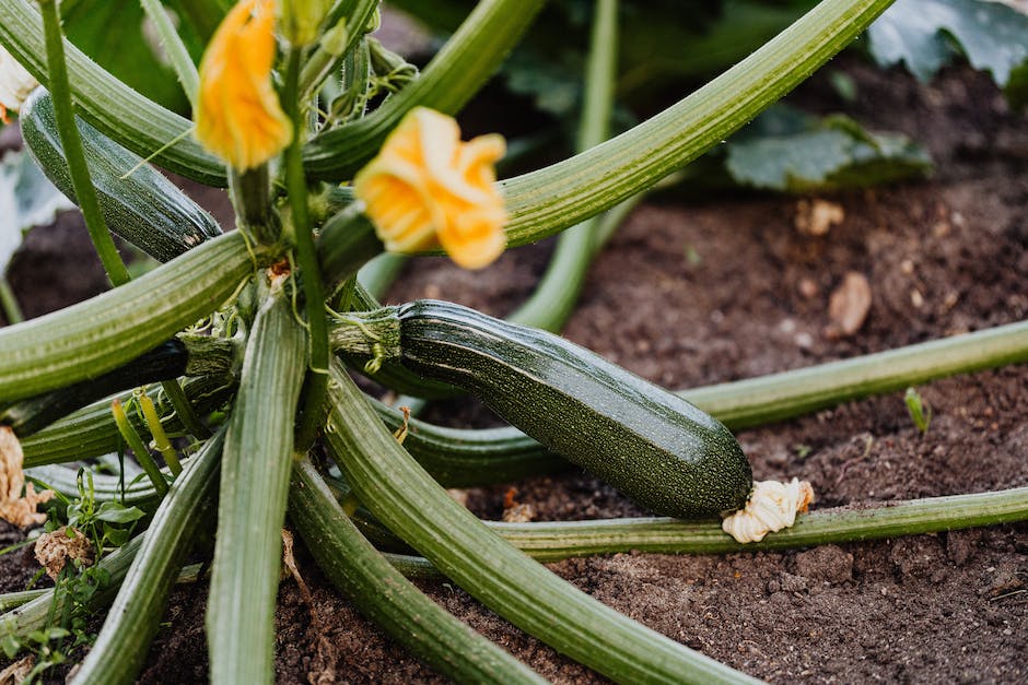 Why Is Your Zucchini Plant Stem Splitting Answerchef