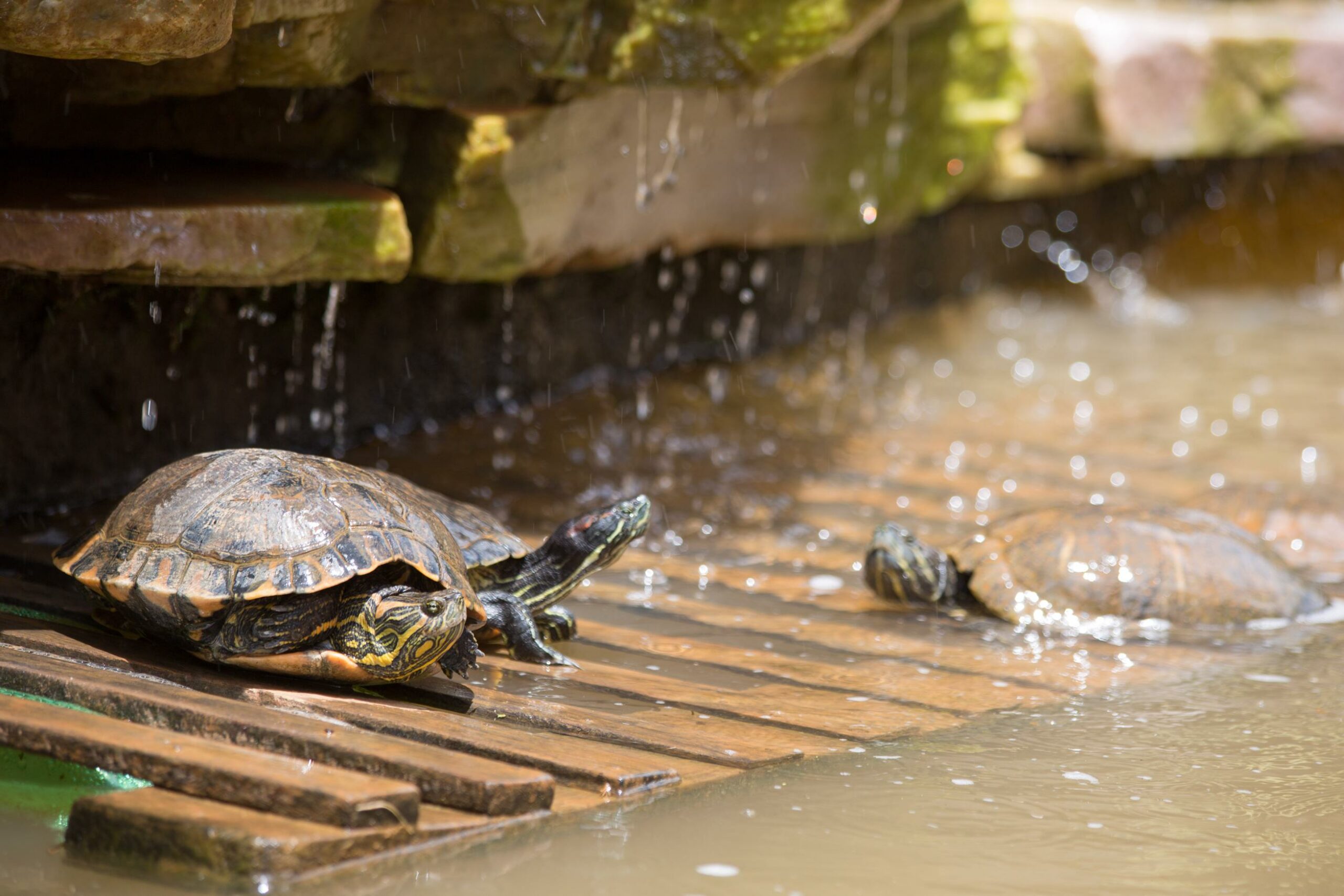 How Do Turtles Communicate? - AnswerChef