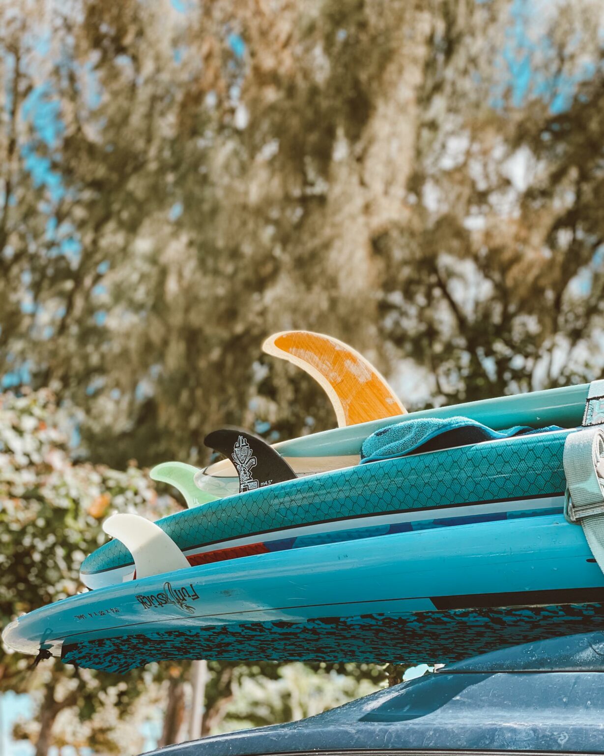 Do Turtles Have Fins? - AnswerChef