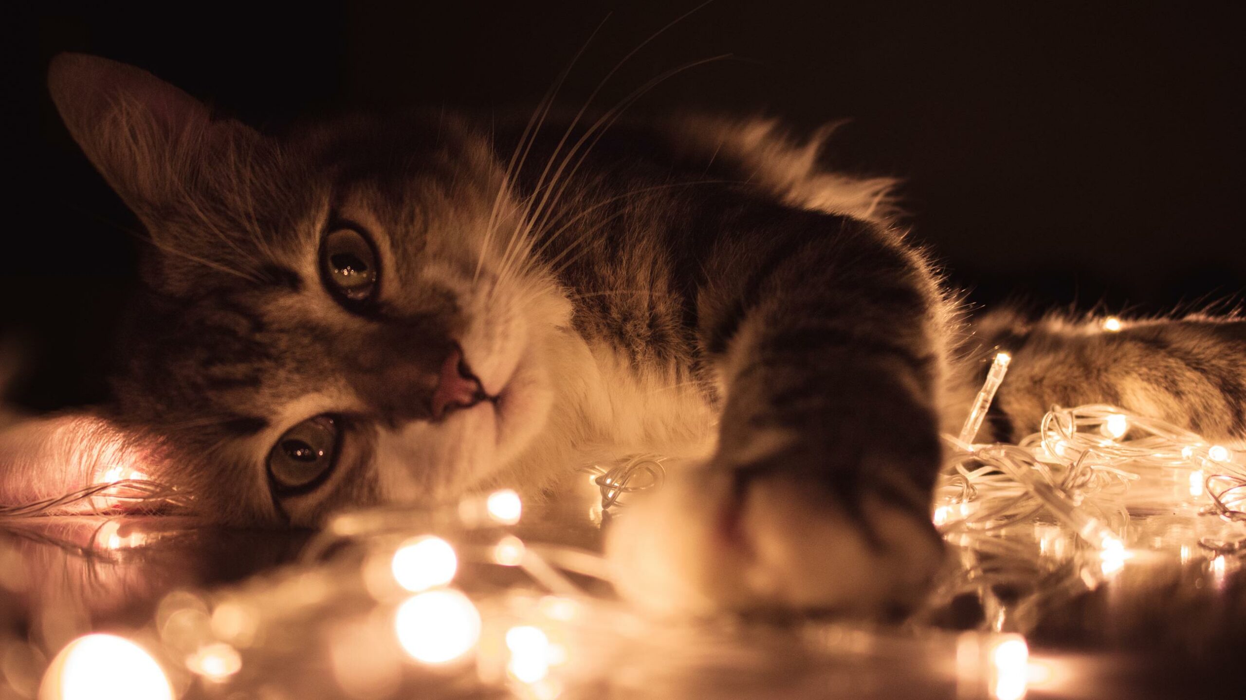 Why Does My Cat Attack My Hair? - AnswerChef