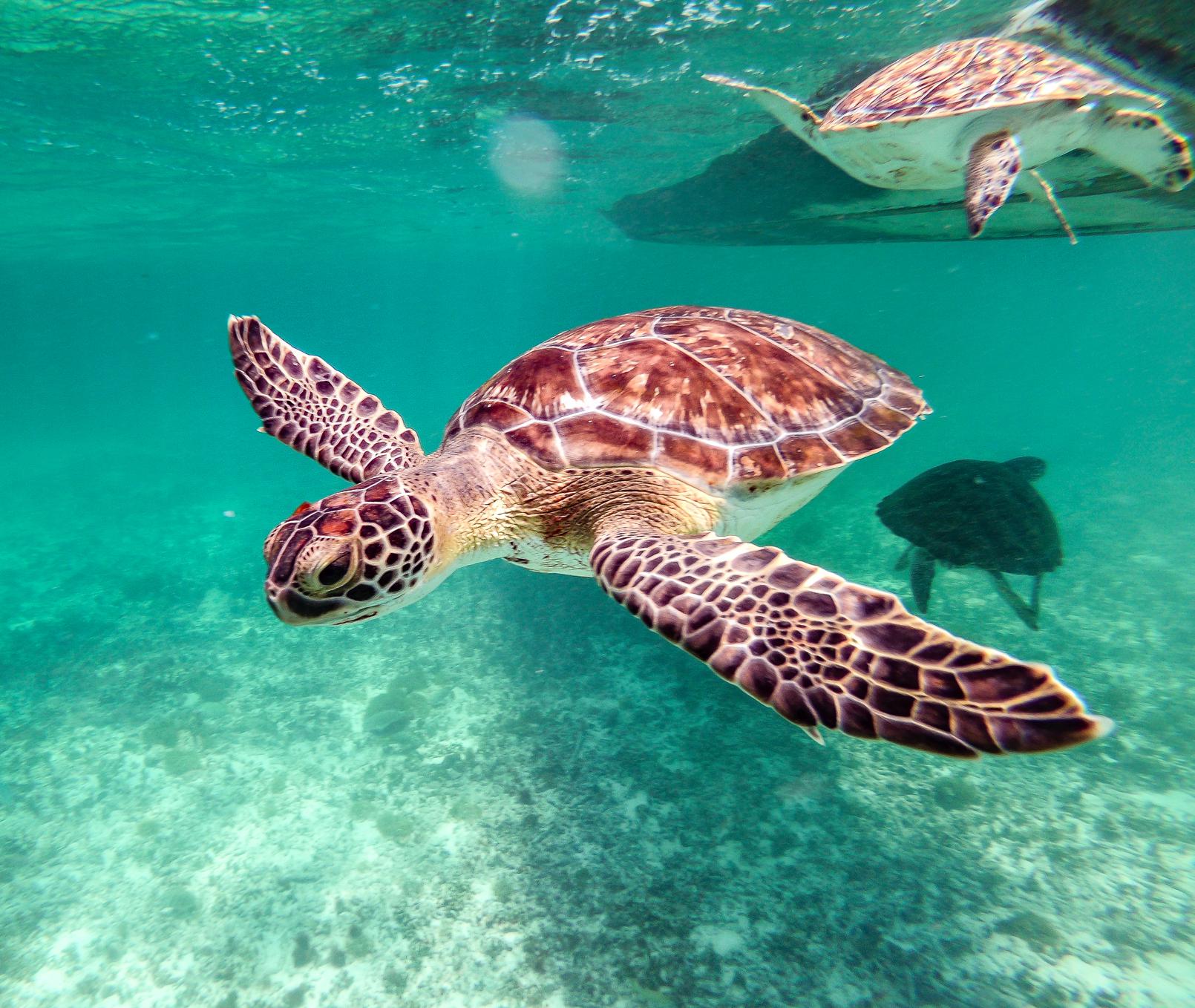 Why Is My Turtles Shell Soft? - AnswerChef