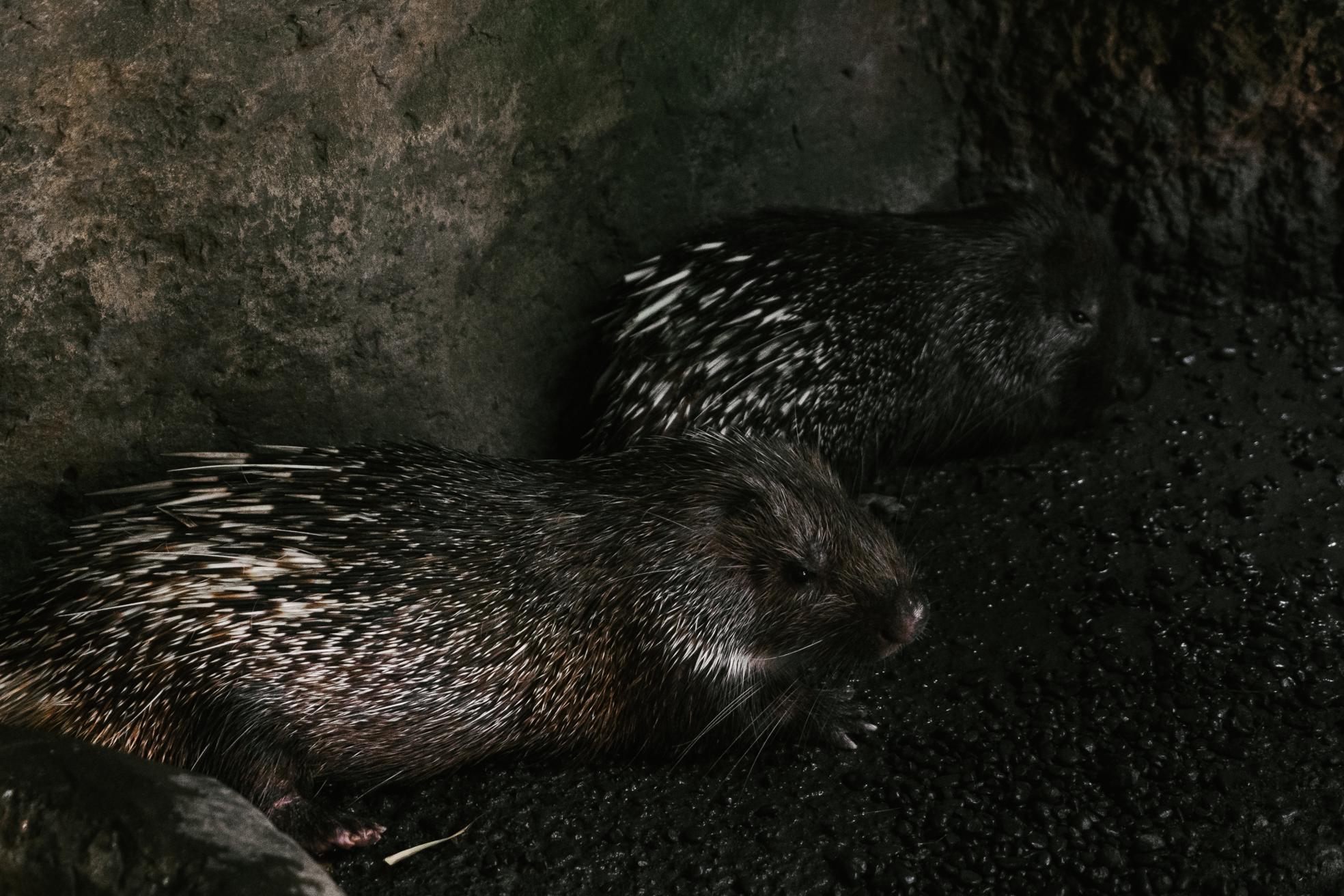 Do Hedgehogs Have Fur? - AnswerChef