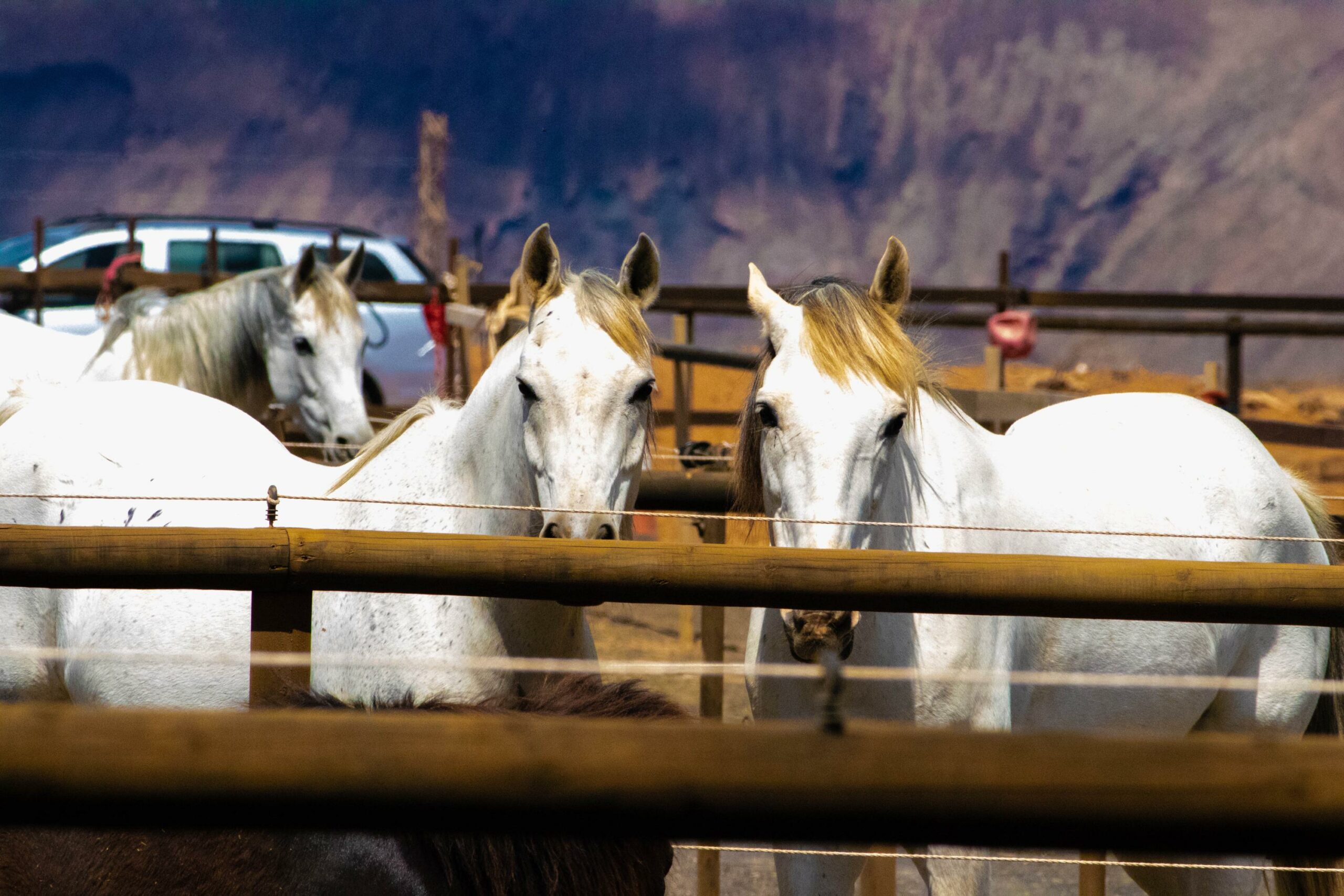 Do Horses Need A Barn? - AnswerChef